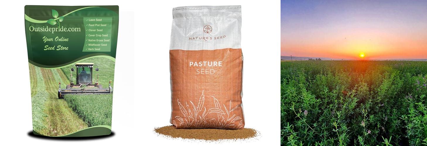 Best Alfalfa Seed For Hay - Top 5 Picks & Review